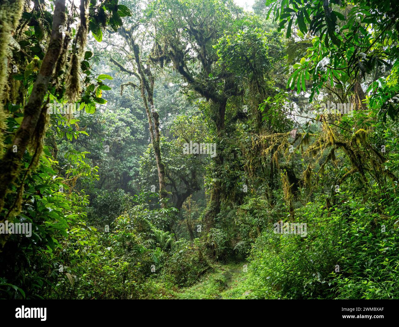 Rainforest of the Bwindi Impenetrable National Park, Uganda. The park ...