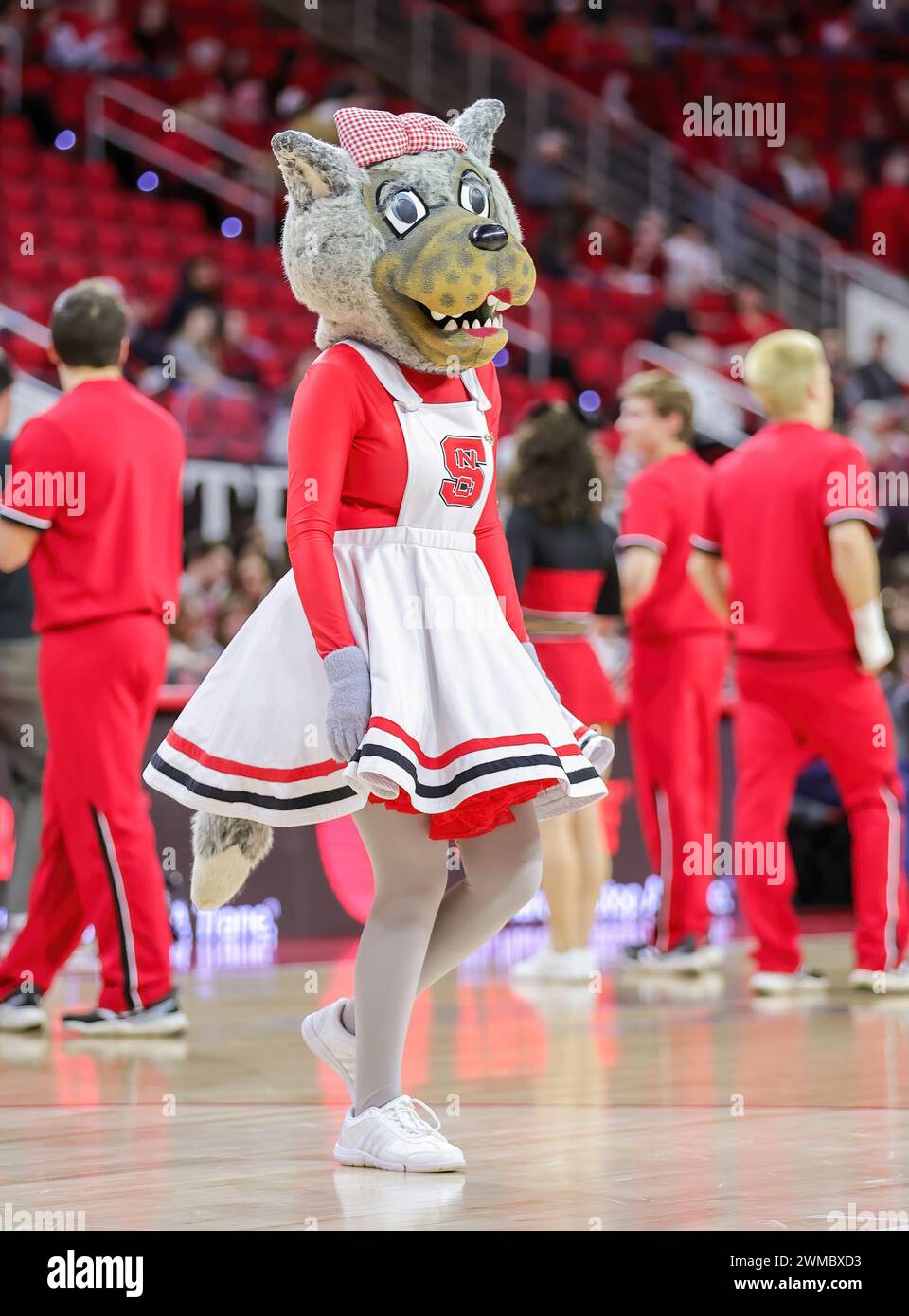 Raleigh North Carolina Usa 24th Feb 2024 North Carolina State Mascot Mrs Wuf Gets The Crowd