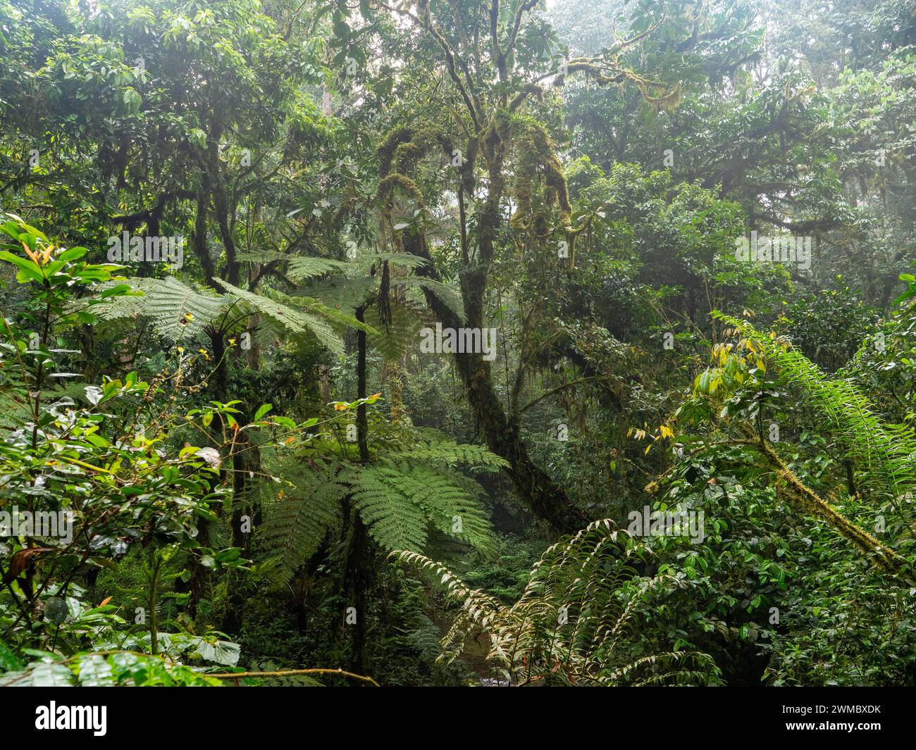 Rainforest of the Bwindi Impenetrable National Park, Uganda. The park ...