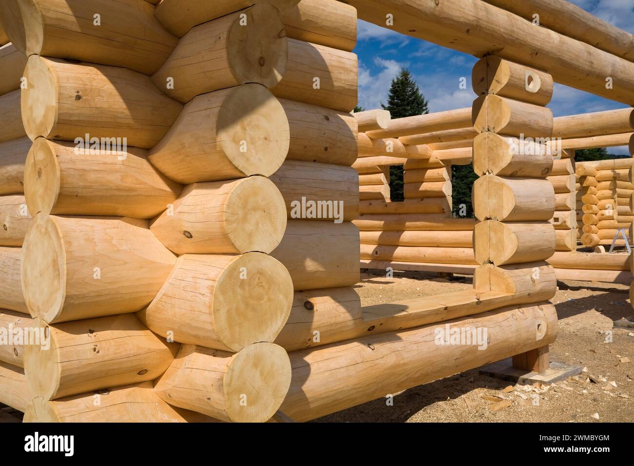 Unfinished Scandinavian Eastern white pine log cabins erected on ...