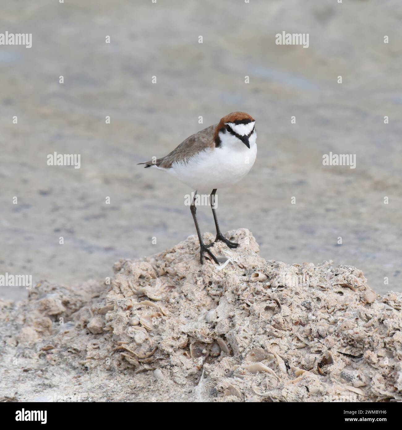 The Red-capped plover (Charadrius ruficapillus), also known as the red ...
