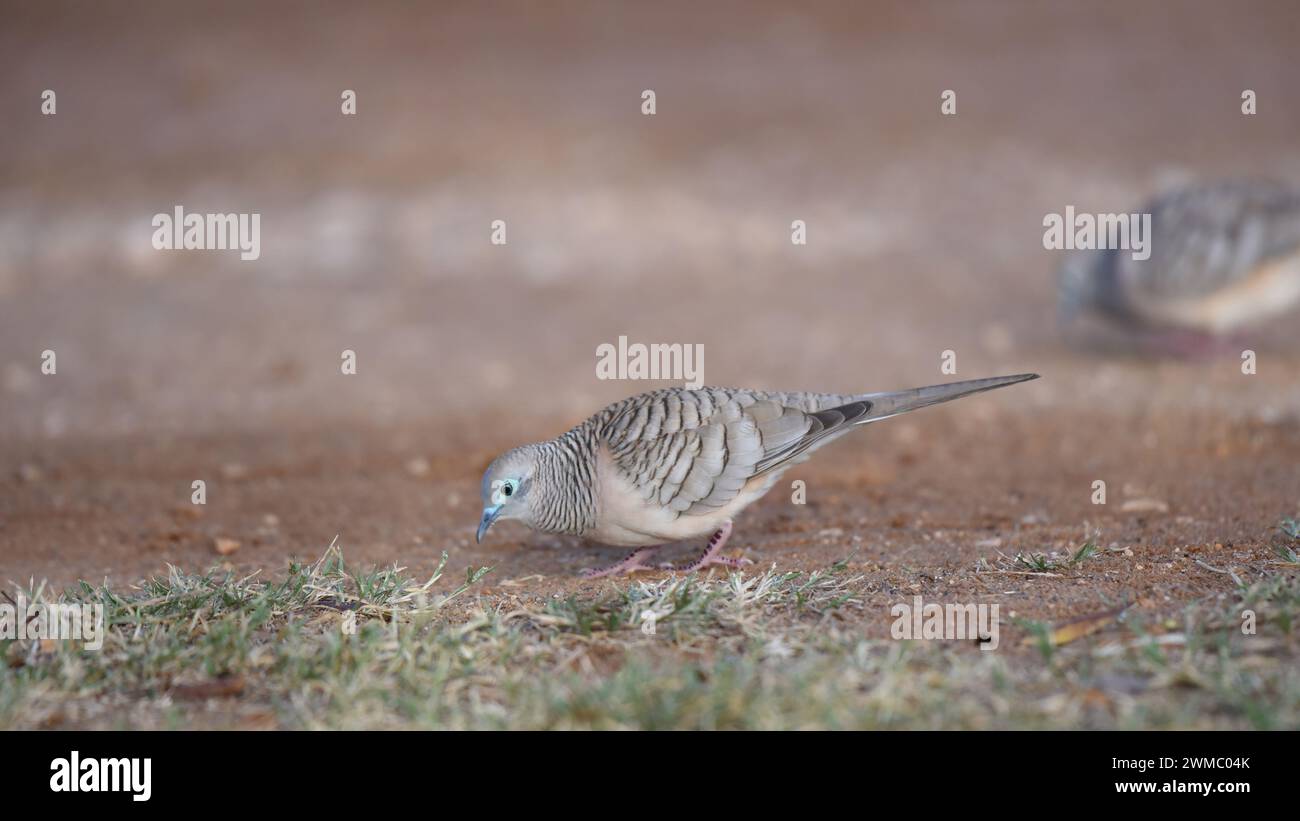Close-up image of Peaceful dove (Geopelia placida Stock Photo - Alamy