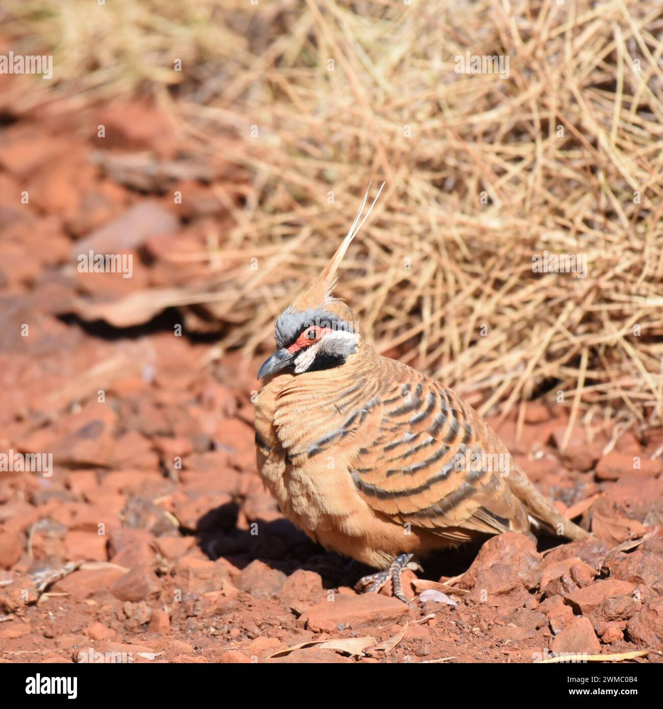 Spinifex pigeon (Geophaps plumifera) dozing off in the warm morning sun ...