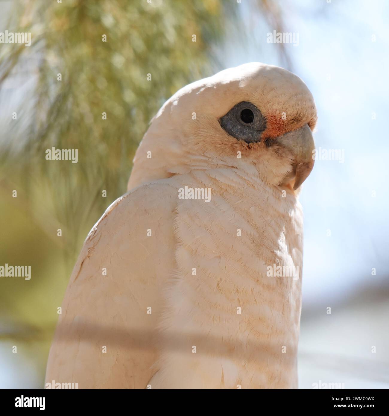 Little corella (Cacatua sanguinea Stock Photo - Alamy