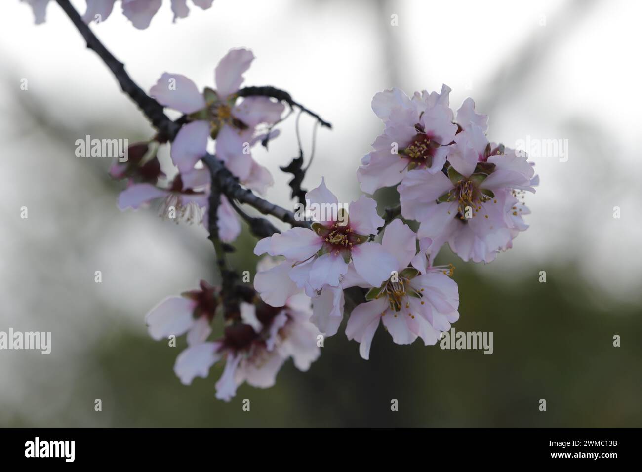 Branches of a blooming Almond tree against a clearblue sky Stock Photo ...