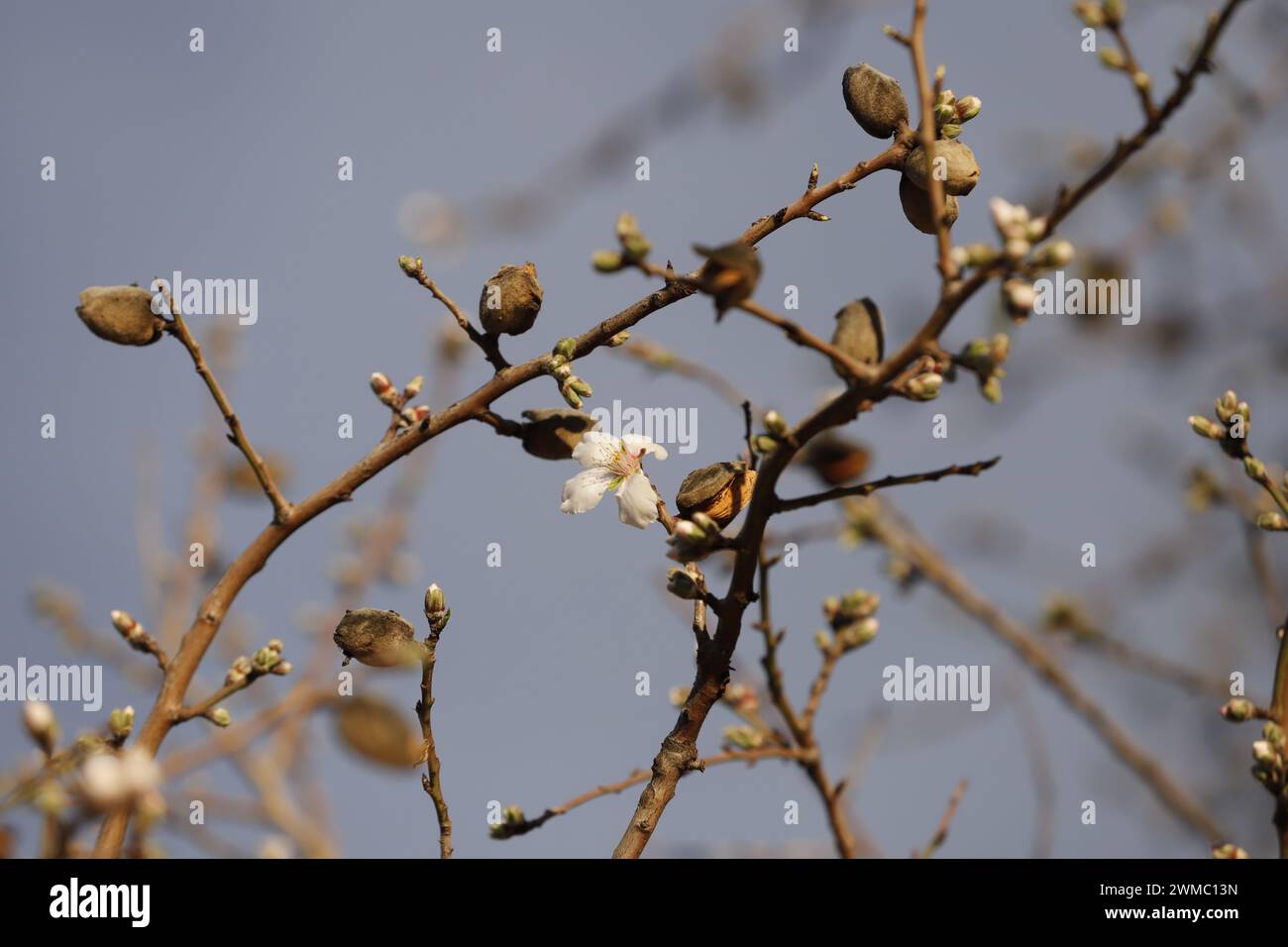 Almond flowers and old almonds from the last season on branches of the ...