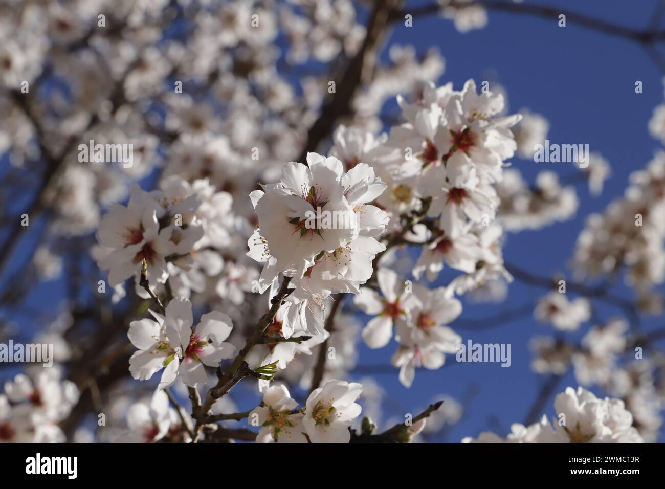 Branches of a blooming Almond tree against a clearblue sky Stock Photo ...