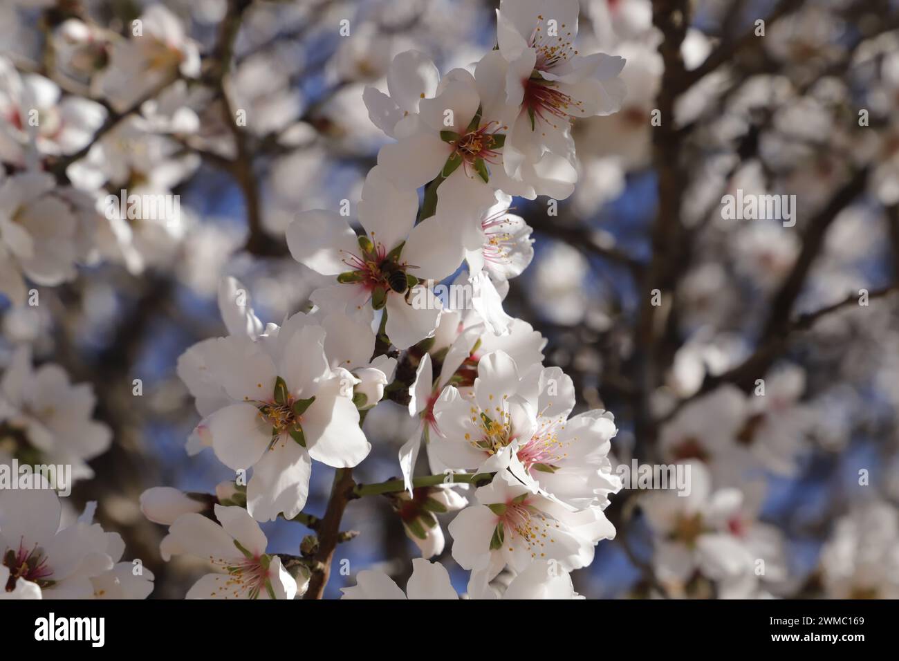 Branches of a blooming Almond tree against a clearblue sky Stock Photo ...
