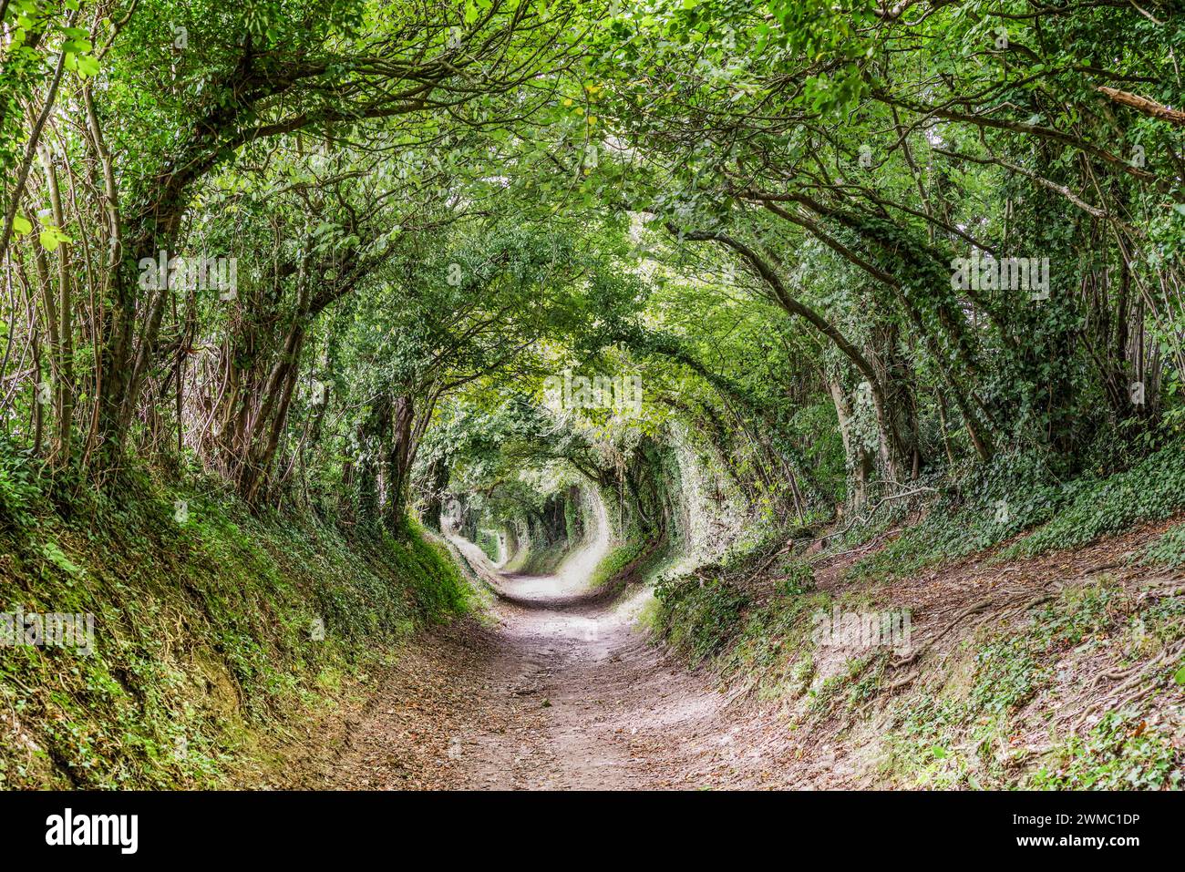 Tunnel of trees hi-res stock photography and images - Alamy