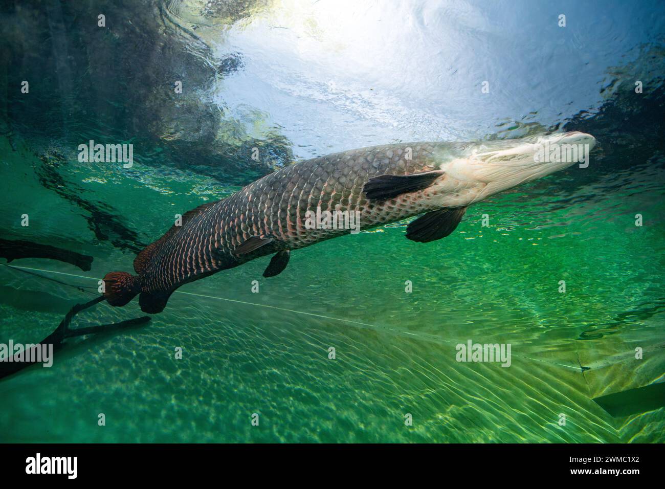 Arapaima fish native to the Amazon, Schönbrunn Zoo,Vienna, Austria ...