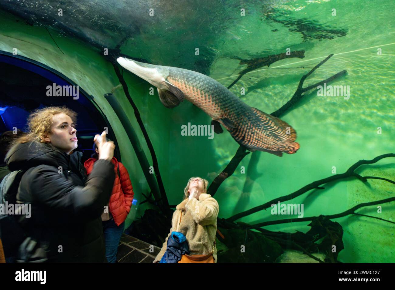 Arapaima fish native to the Amazon, Schönbrunn Zoo,Vienna, Austria ...
