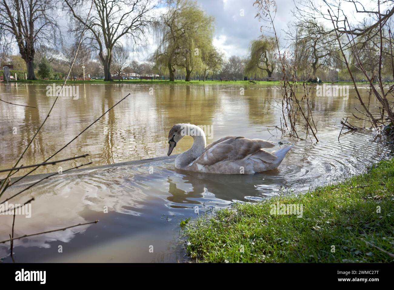 Young Swan turning into adult swan with brown and white feathers. River ...