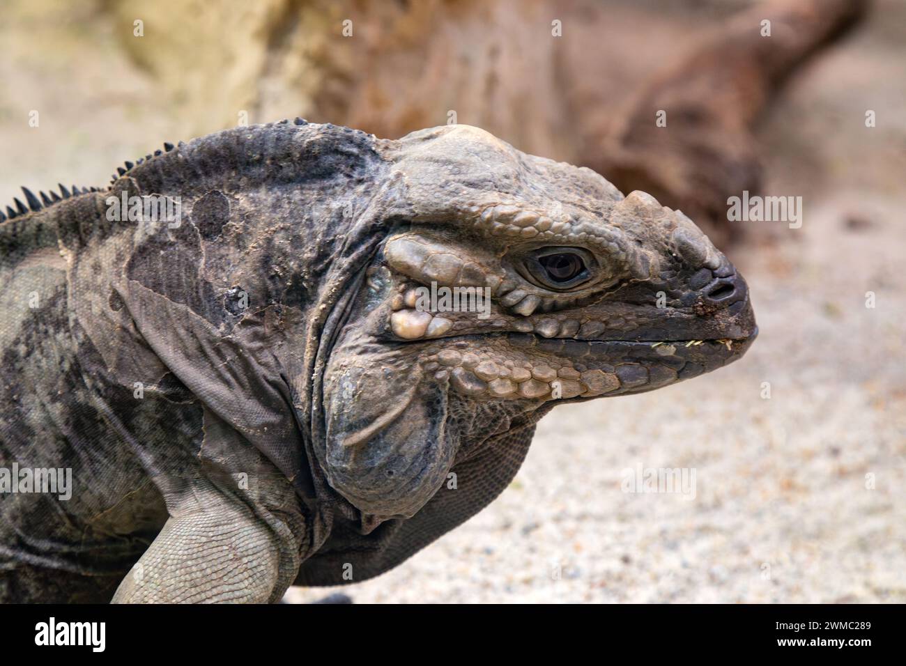 Reptile species europe hi-res stock photography and images - Alamy