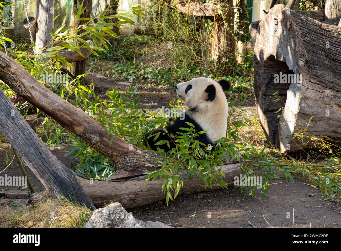 Giant panda (Ailuropoda melanoleuca) eating bamboo, Tiergarden, Schönbrunn Zoo in Vienna ...