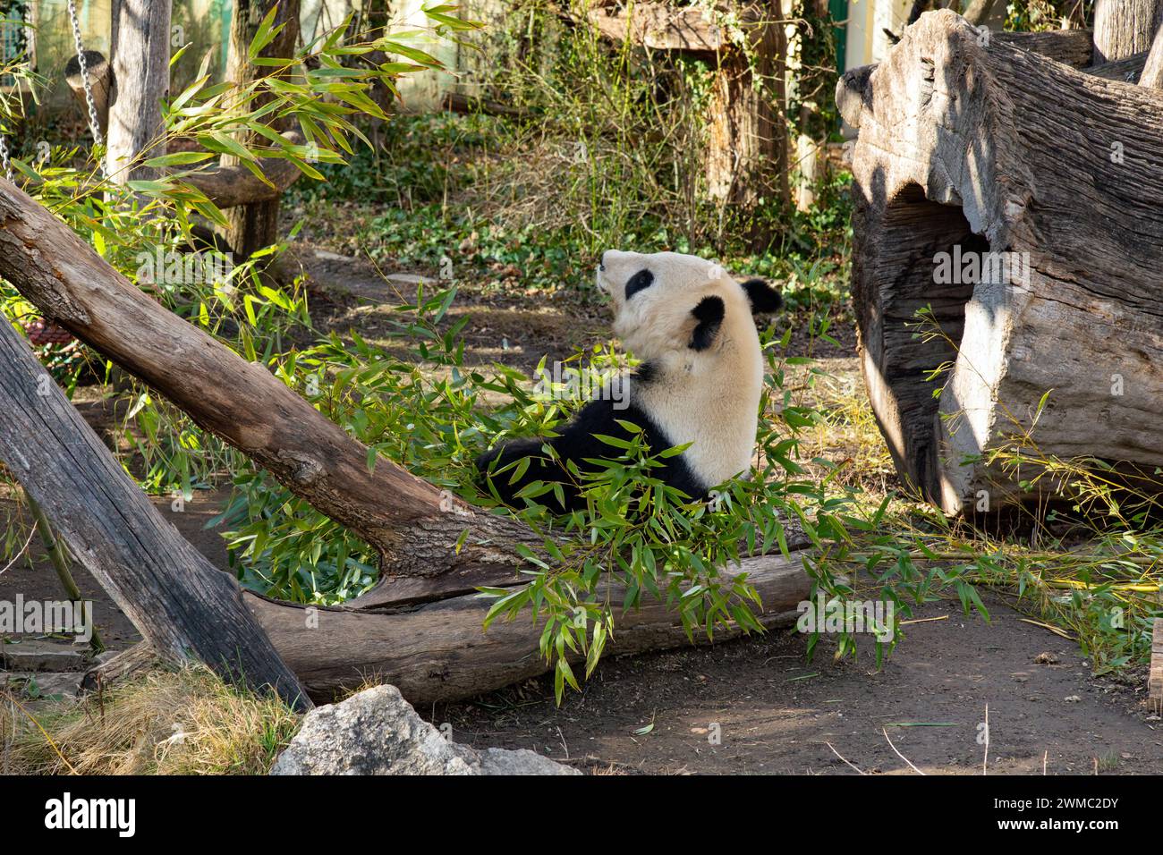Giant panda (Ailuropoda melanoleuca) eating bamboo, Tiergarden ...