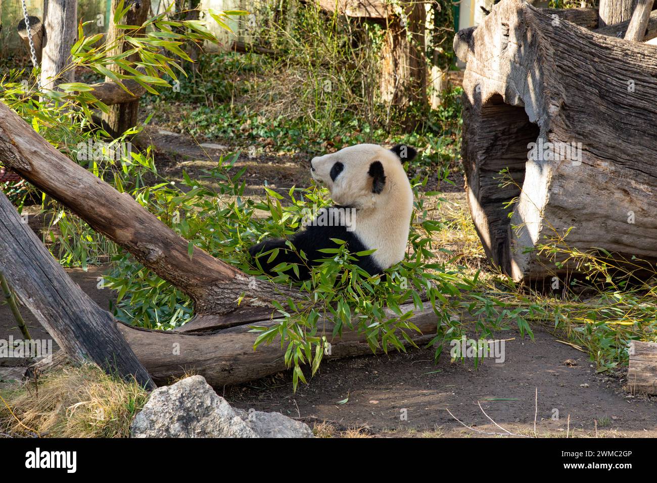 Giant panda (Ailuropoda melanoleuca) eating bamboo, Tiergarden ...