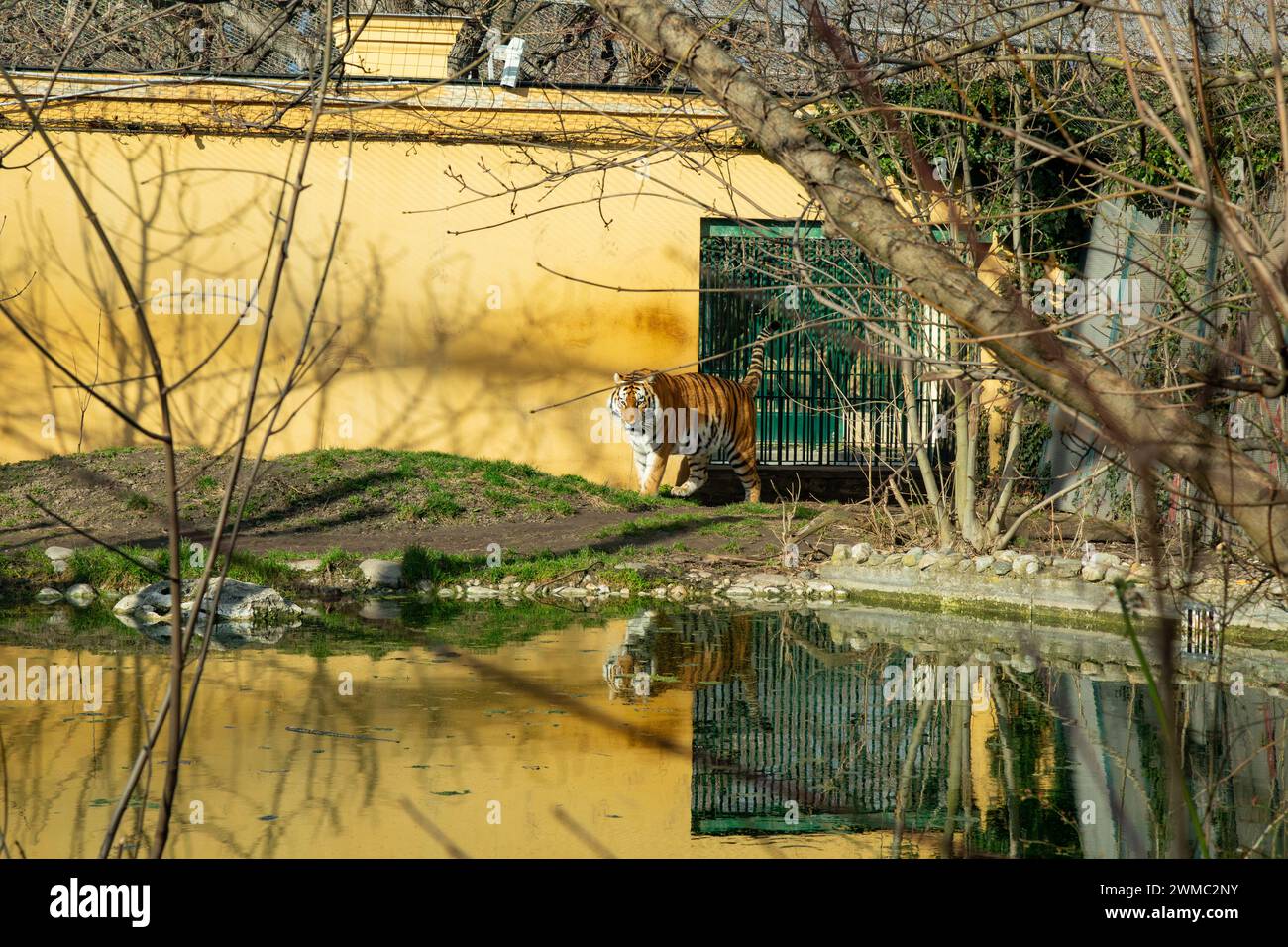 Siberian tiger vienna zoo hi-res stock photography and images - Alamy