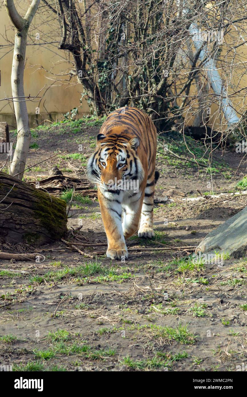 Siberian Tiger at Schönbrunn Zoo,Vienna, Austria, Europe Stock Photo ...