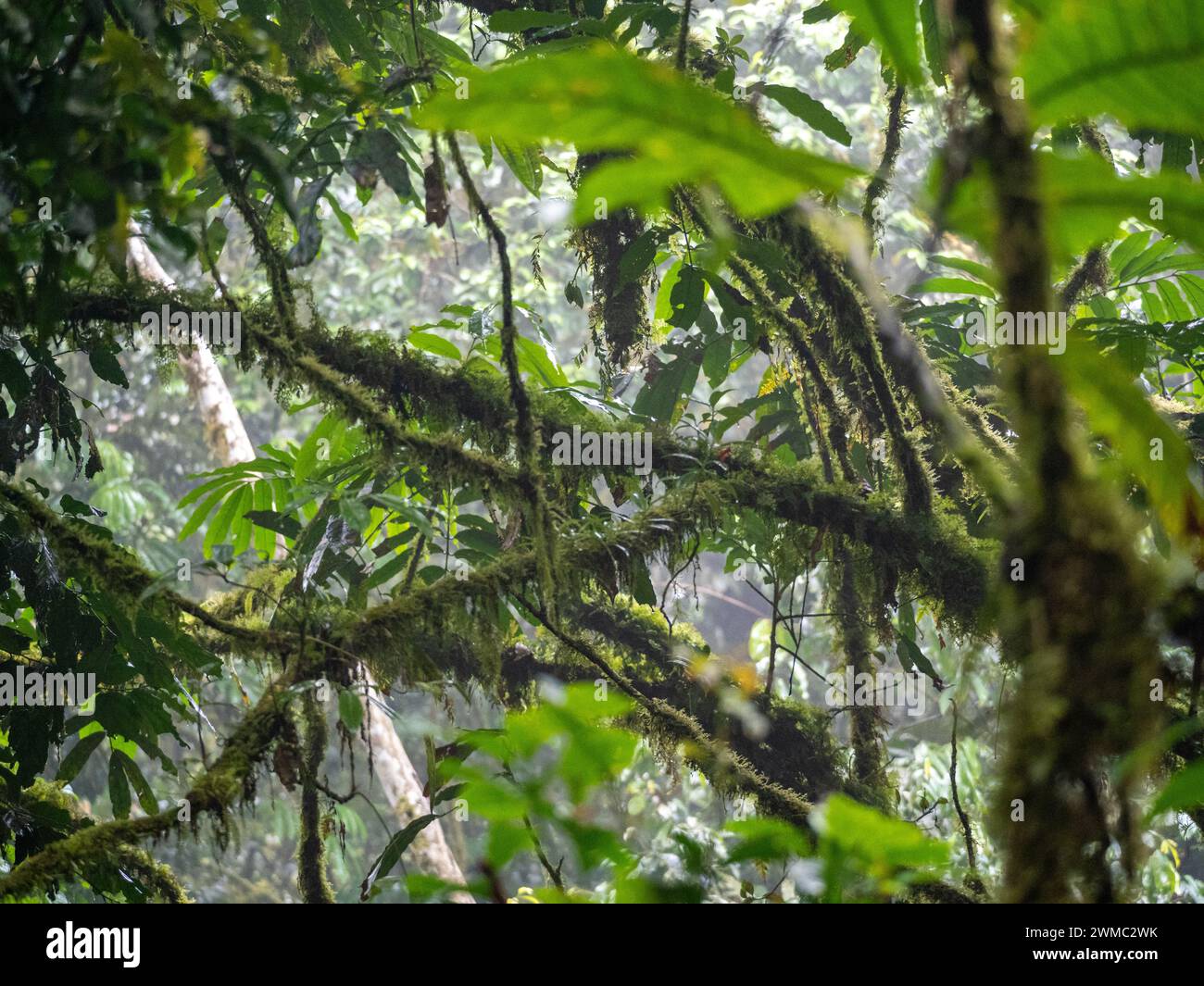 Rainforest of the Bwindi Impenetrable National Park, Uganda. The park ...