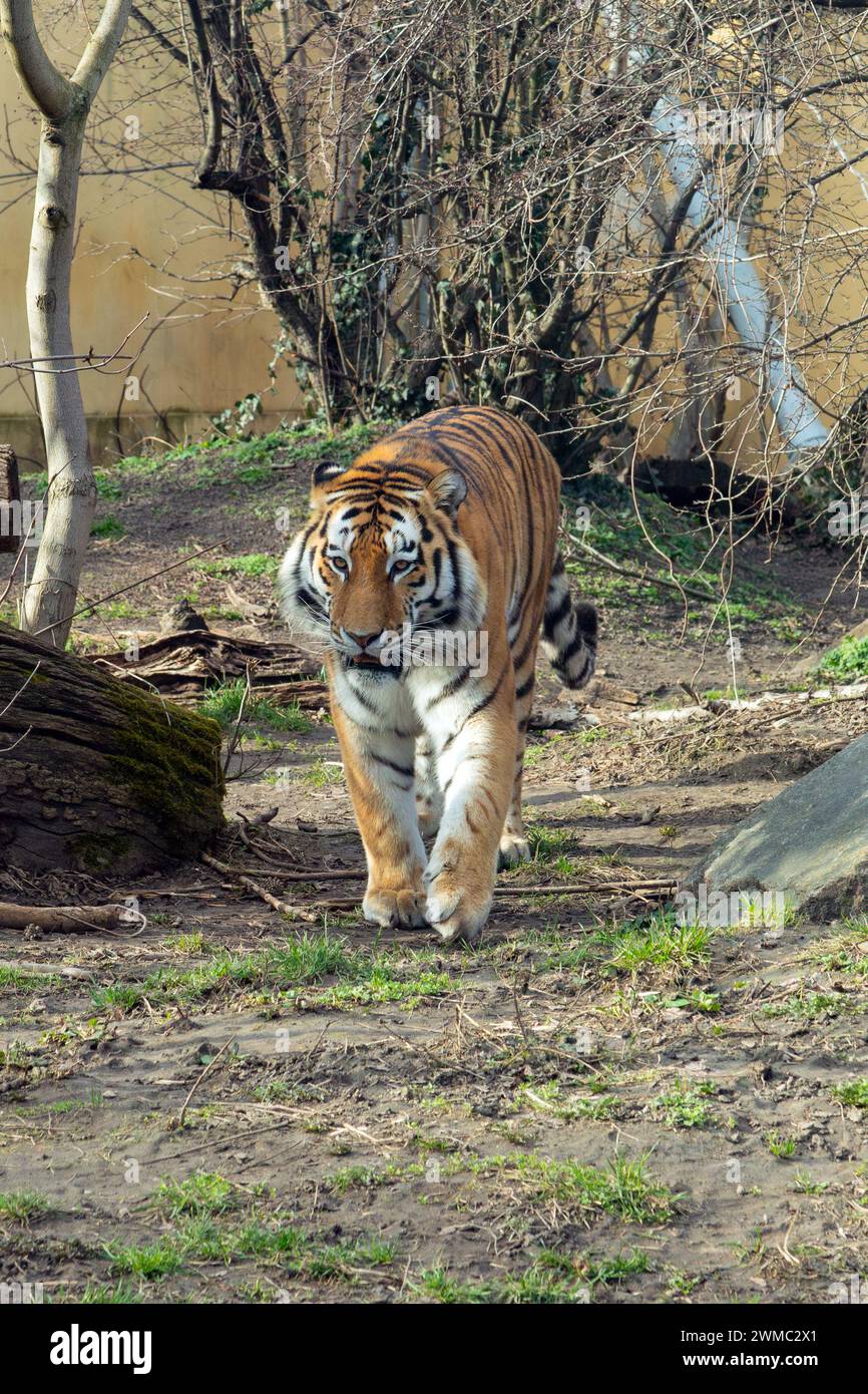 Siberian tiger vienna zoo hi-res stock photography and images - Alamy