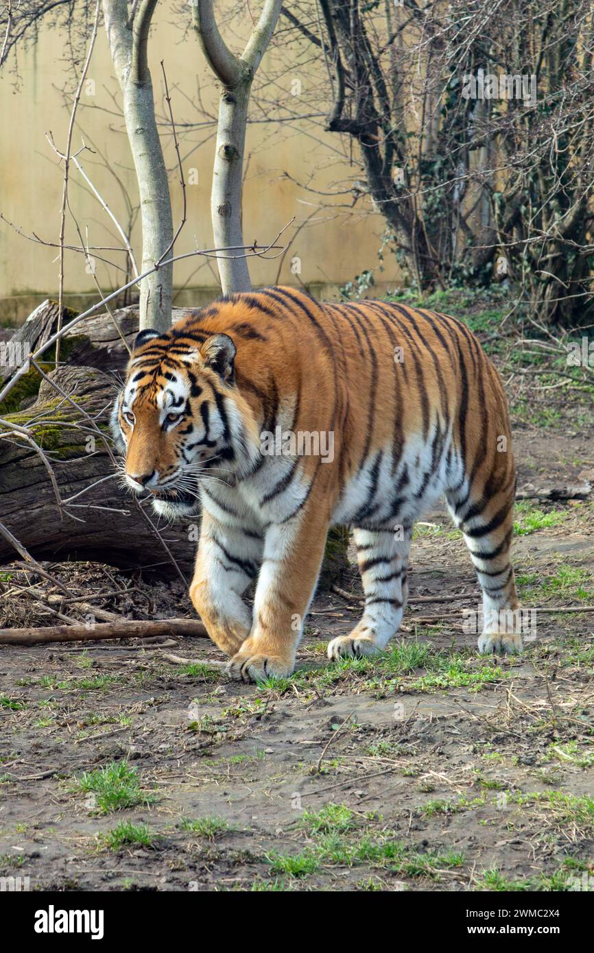 Siberian tiger vienna zoo hi-res stock photography and images - Alamy