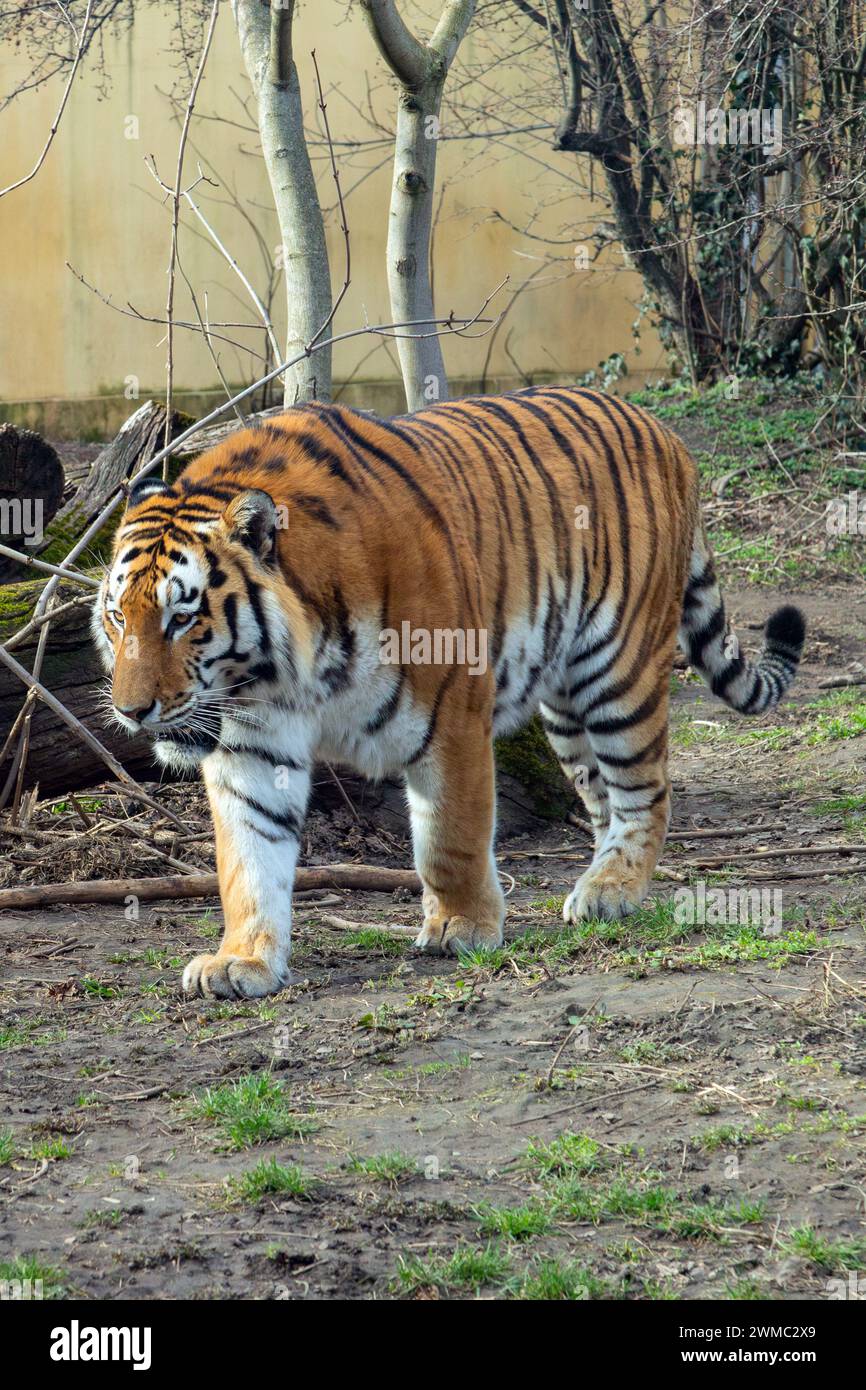 Siberian tiger vienna zoo hi-res stock photography and images - Alamy