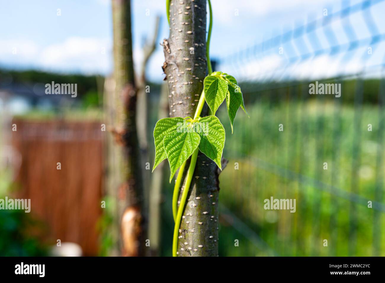 Climbing beans in the home garden wrapped around branches, early spring ...
