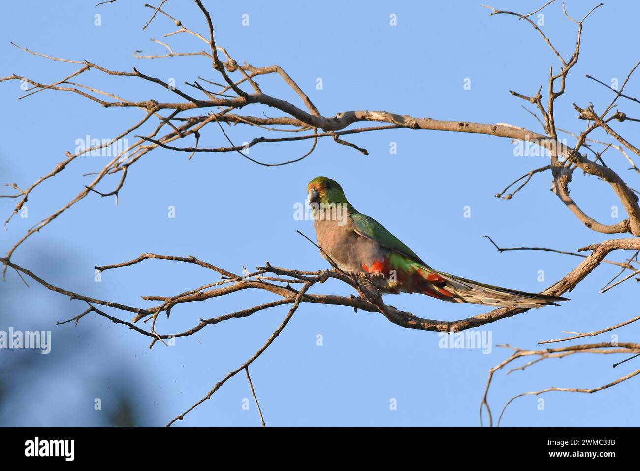 Juvenile Western rosella (Platycercus icterotis) which lacks the ...