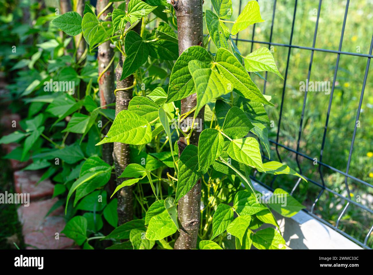 Climbing beans hi-res stock photography and images - Alamy