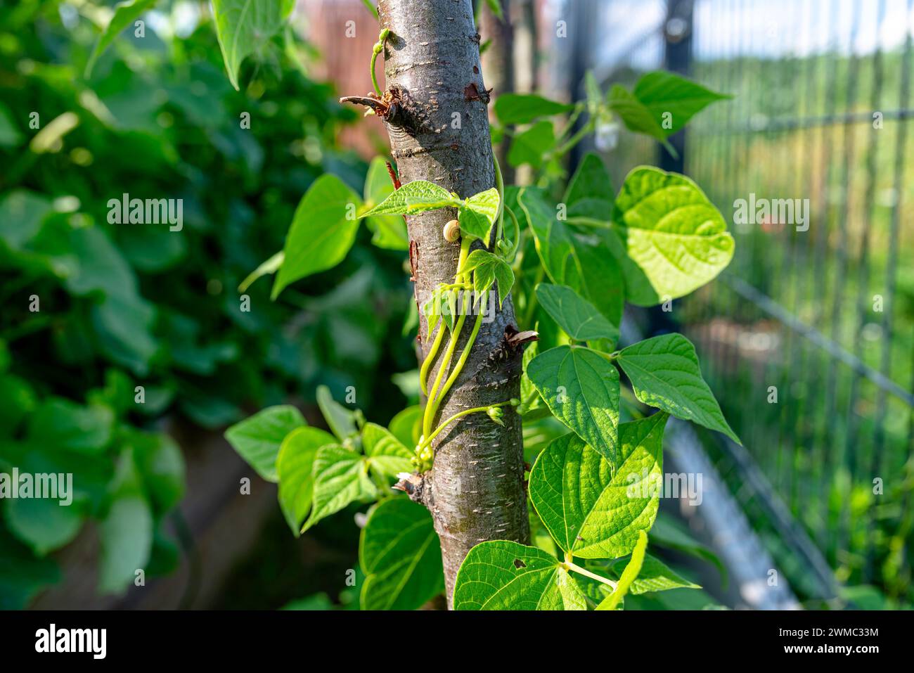 Climbing beans in the home garden wrapped around branches, early spring ...
