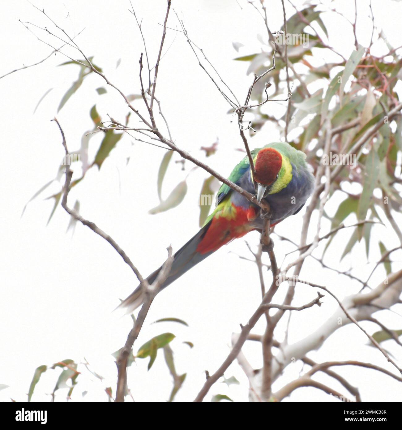 Green parrot with long tail hi-res stock photography and images - Alamy