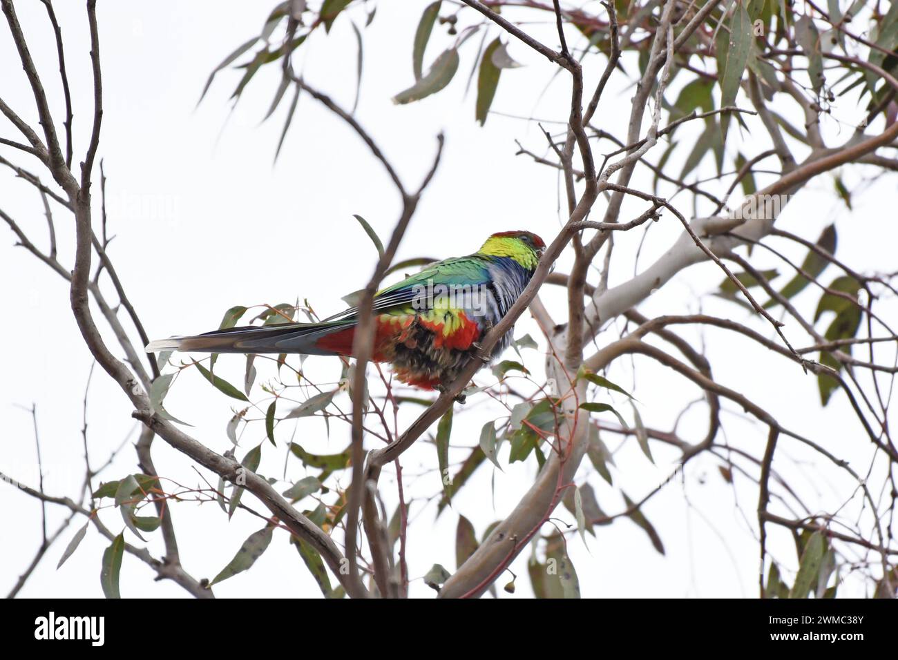 The Red-capped parrot (Purpureicephalus spurius) has a bright crimson ...