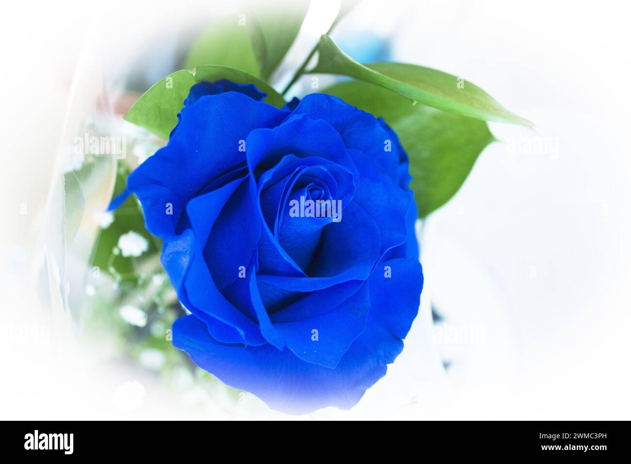 Natural blue rose on grayish background. No people Stock Photo - Alamy