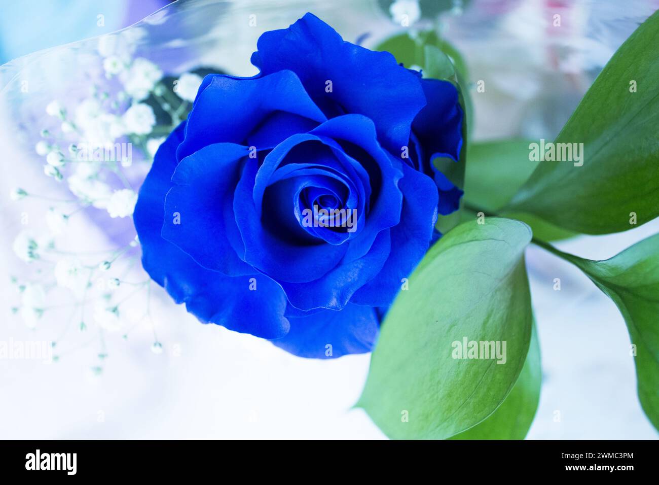Natural blue rose on grayish background. No people Stock Photo - Alamy