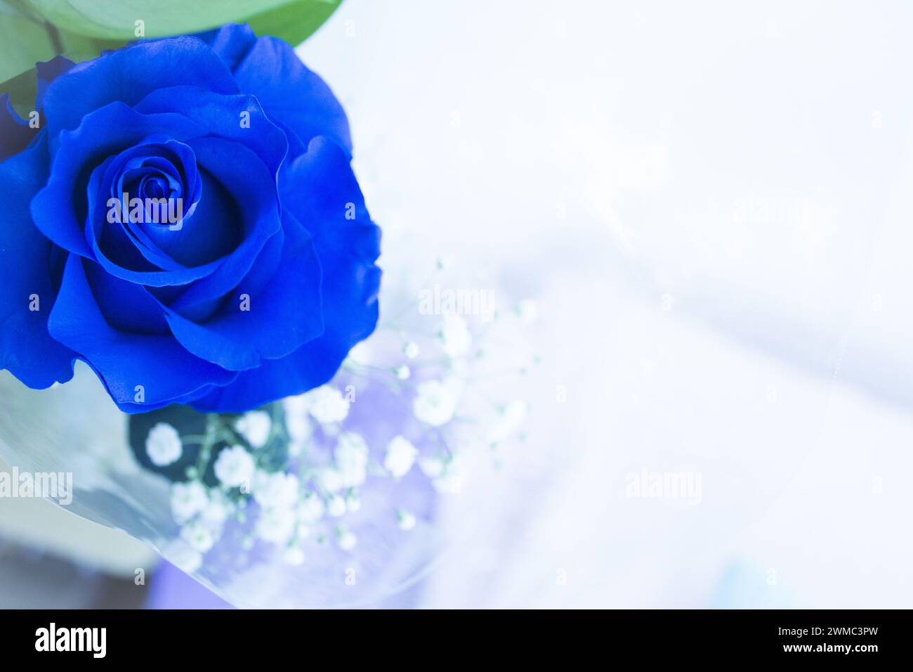 Natural blue rose on grayish background. No people Stock Photo - Alamy