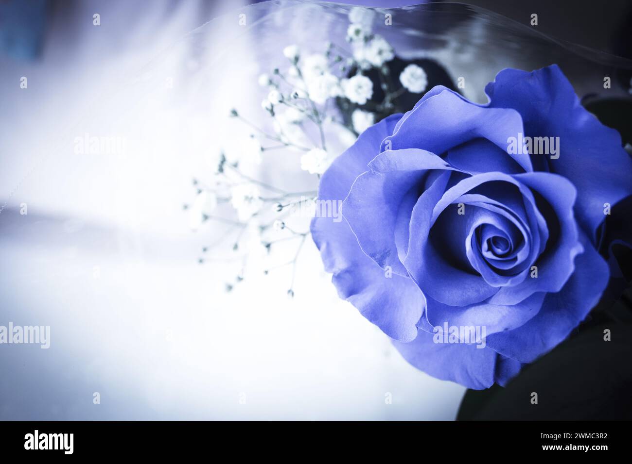 Natural blue rose on grayish background. No people Stock Photo - Alamy