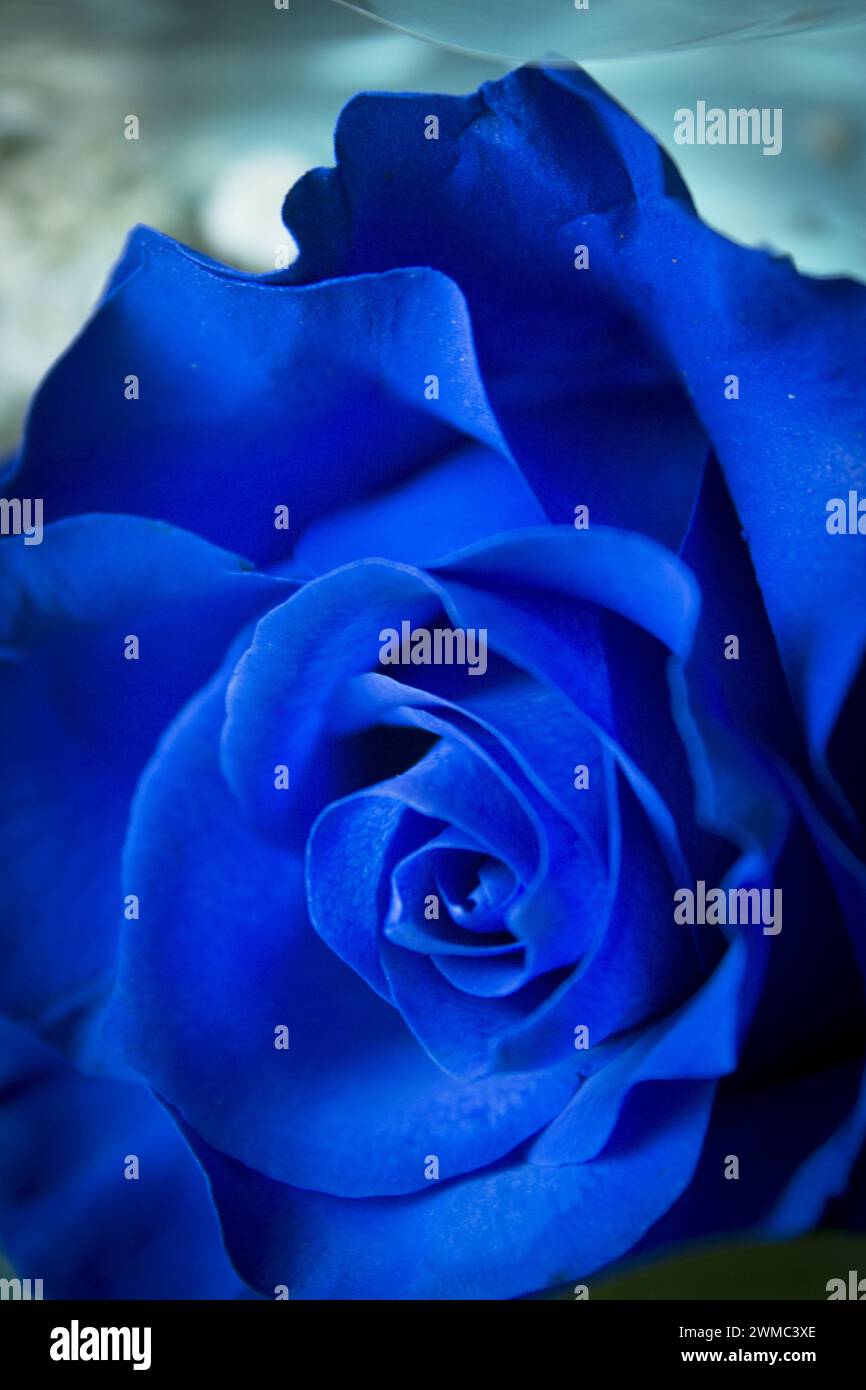 Natural blue rose on grayish background. No people Stock Photo - Alamy