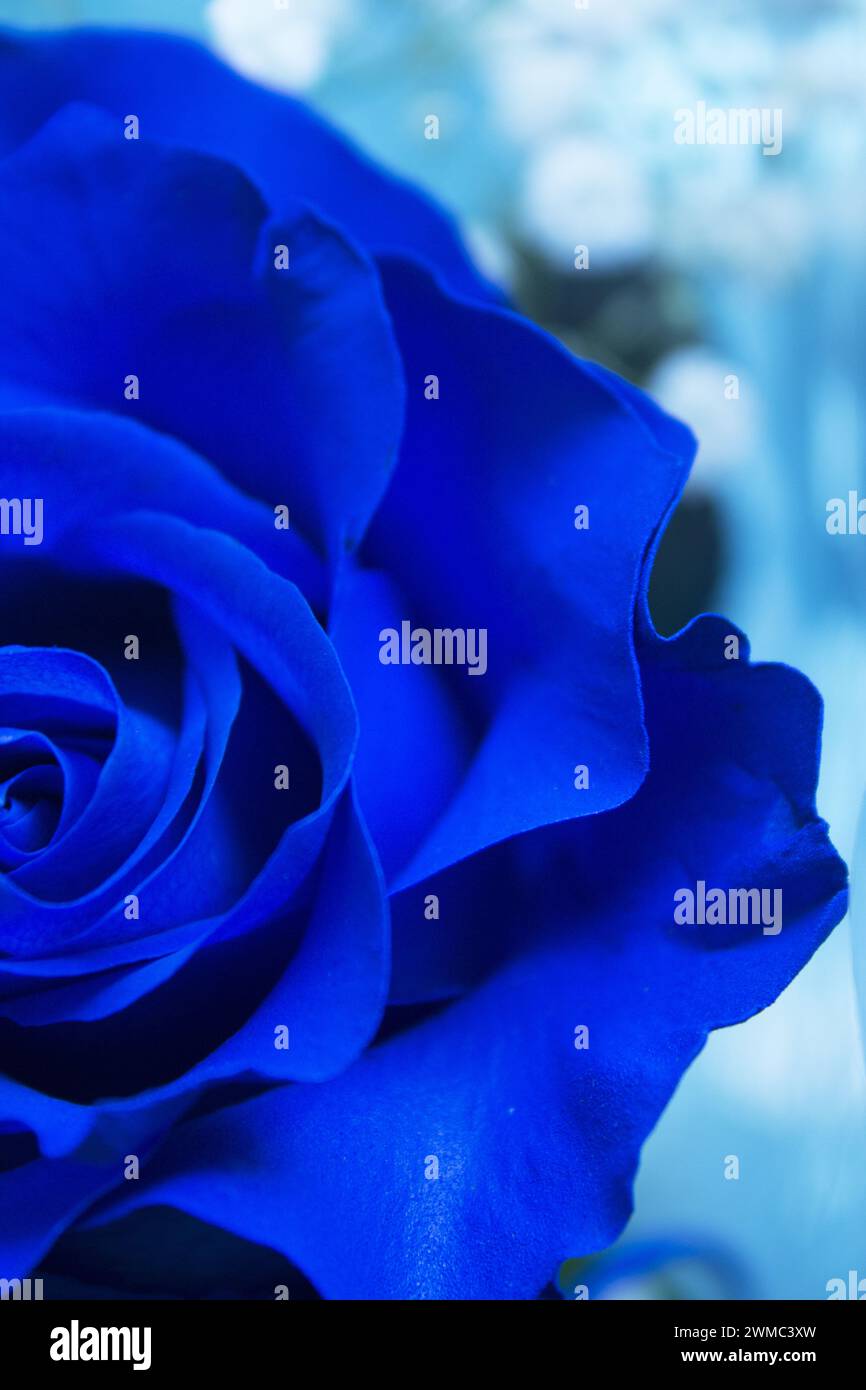 Natural blue rose on grayish background. No people Stock Photo - Alamy