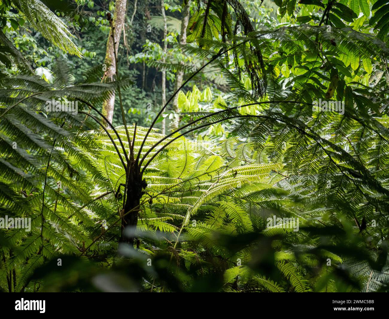 Rainforest of the Bwindi Impenetrable National Park, Uganda. The park ...