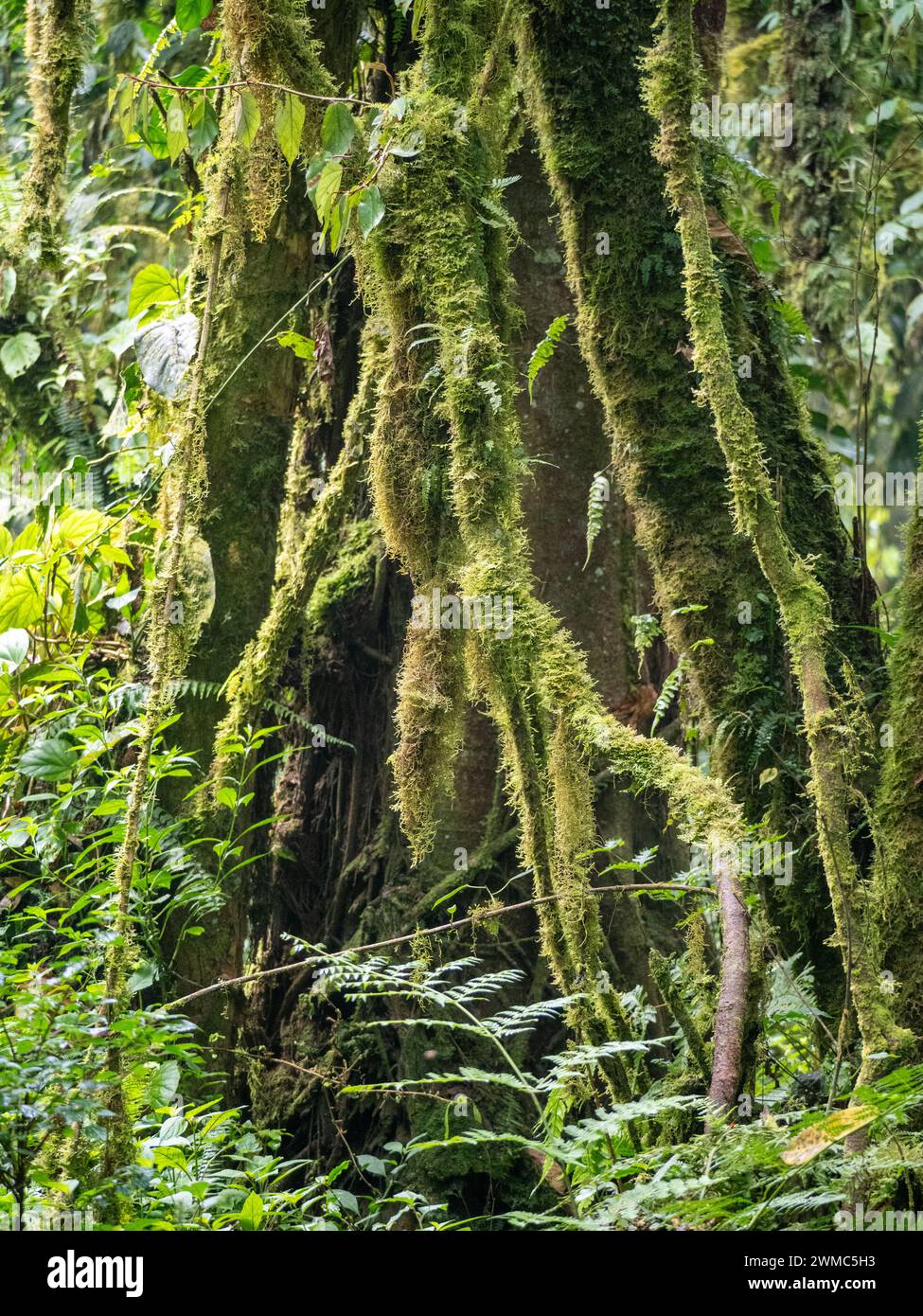 Rainforest of the Bwindi Impenetrable National Park, Uganda. The park ...