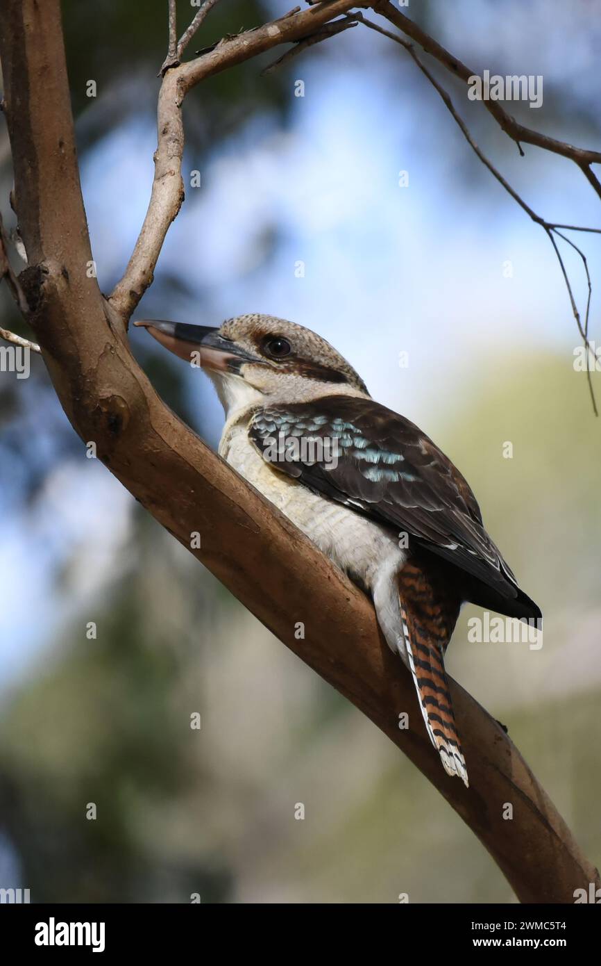 Indigenous bird species hi-res stock photography and images - Alamy