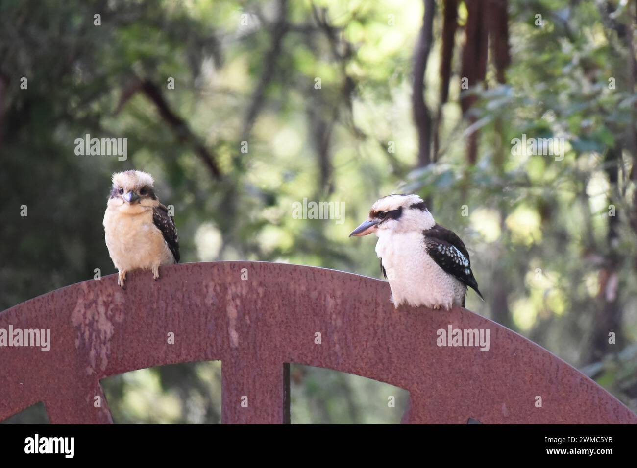 Indigenous bird species hi-res stock photography and images - Alamy