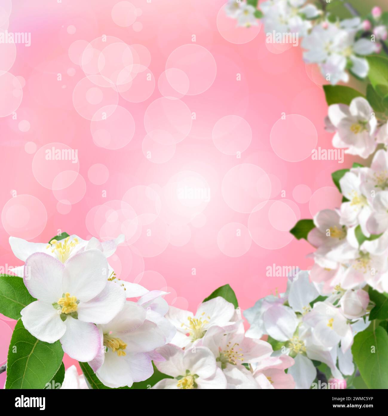 apple-tree flowers close-up on a tender blurred background with bokeh ...