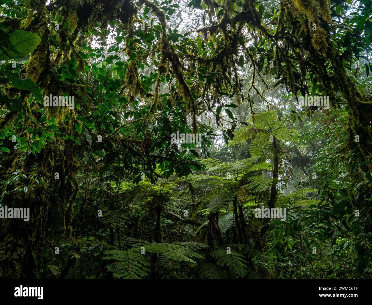Rainforest of the Bwindi Impenetrable National Park, Uganda. The park ...