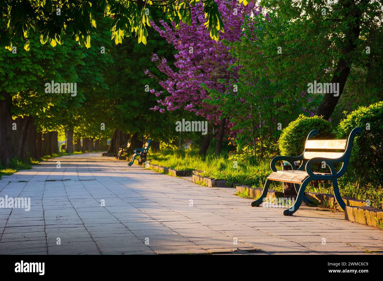 avenue with chestnut trees. bench on the side of a paved footpath ...