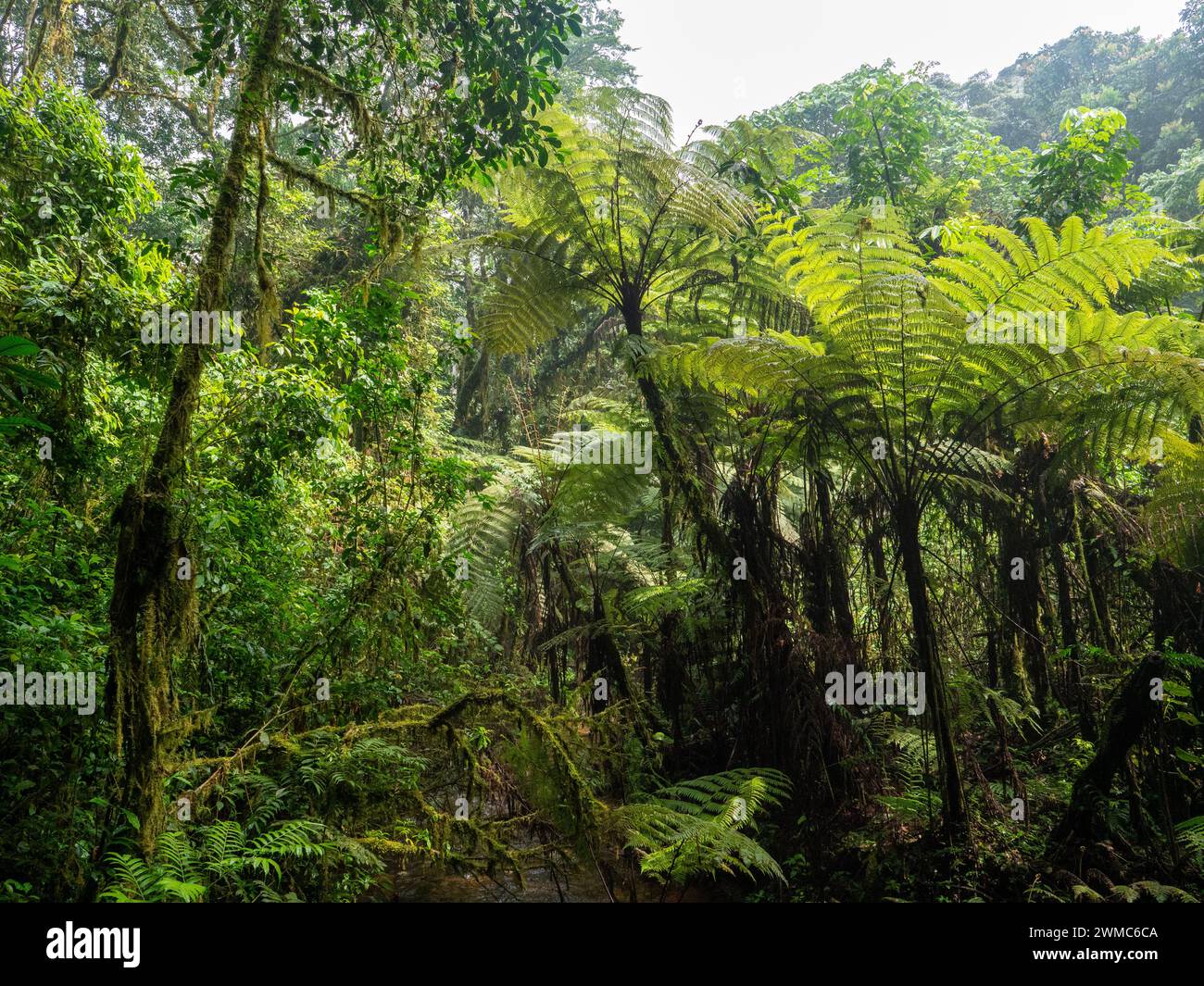 Rainforest of the Bwindi Impenetrable National Park, Uganda. The park ...