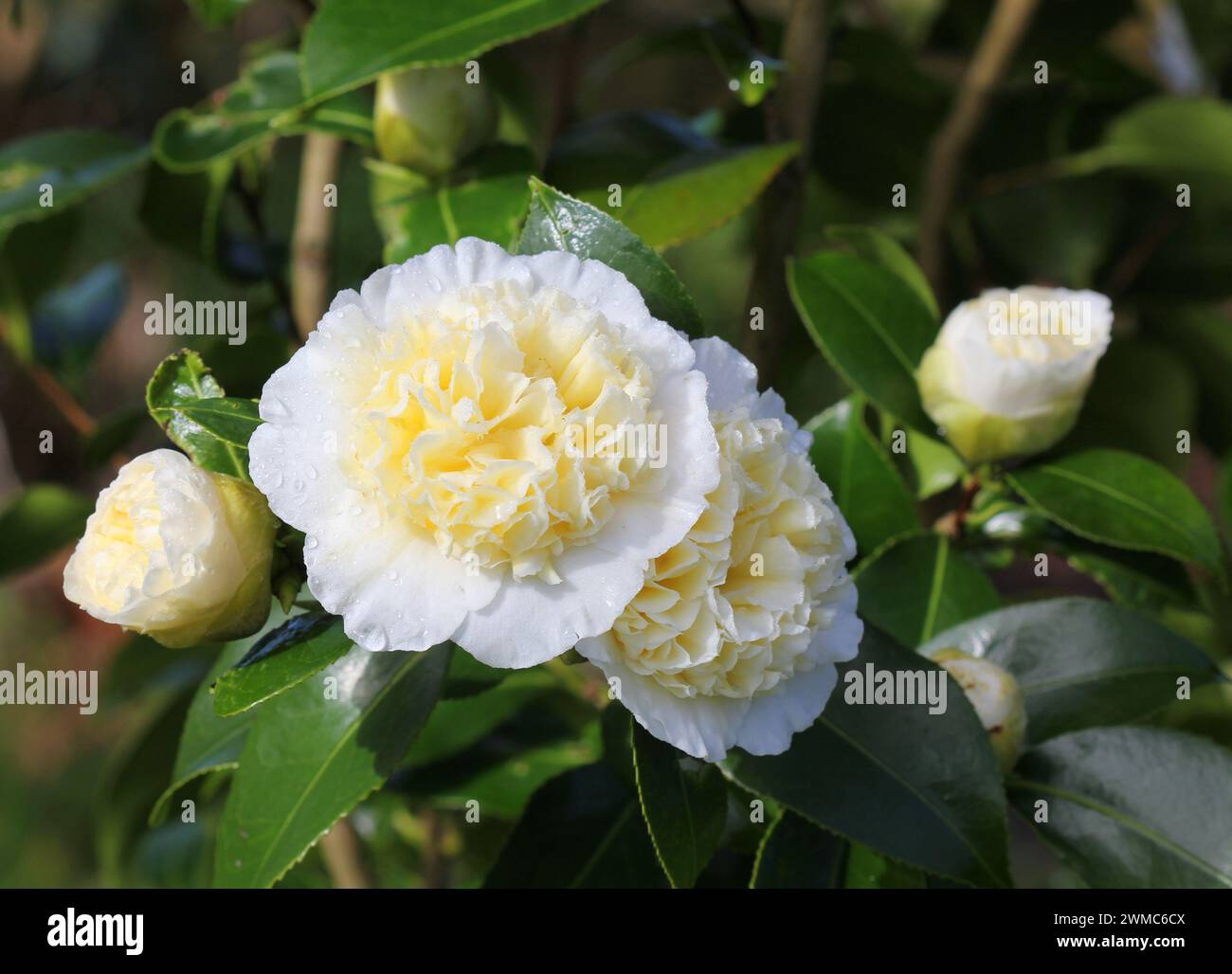 A beautiful Camellia japonica 'Brushfield's Yellow' close up Stock ...