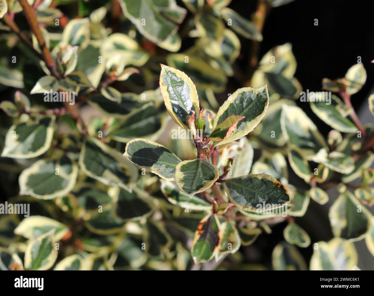 Rhamnus alaternus ‘argenteovariegata’ hi-res stock photography and ...
