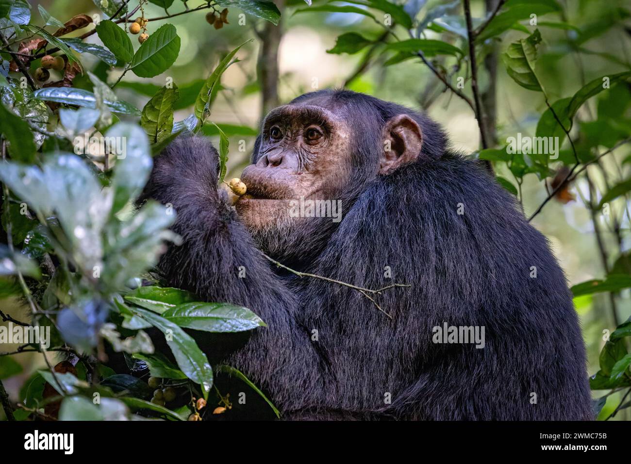 Adult chimpanzee, pan troglodytes, eats fruit in the rainforest of ...
