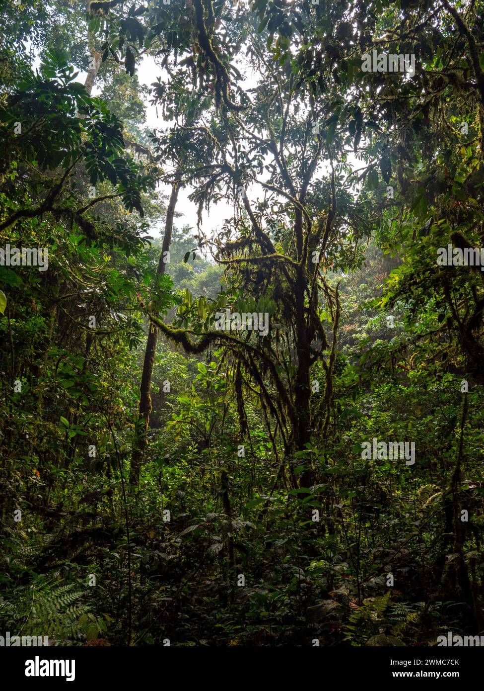 Rainforest of the Bwindi Impenetrable National Park, Uganda. The park ...